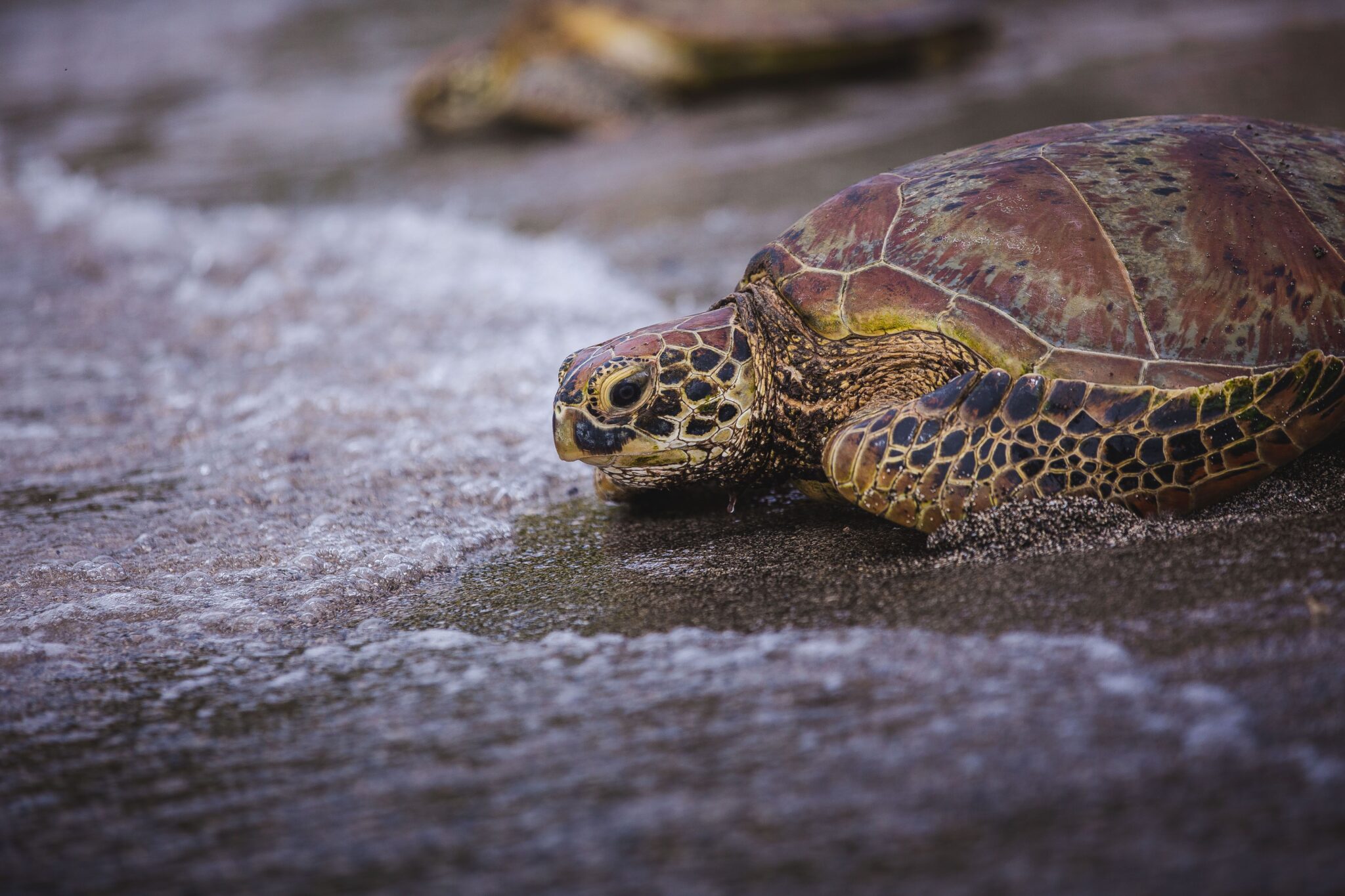 Sea Turtle Nesting Paradise – EXPLORE Fiji